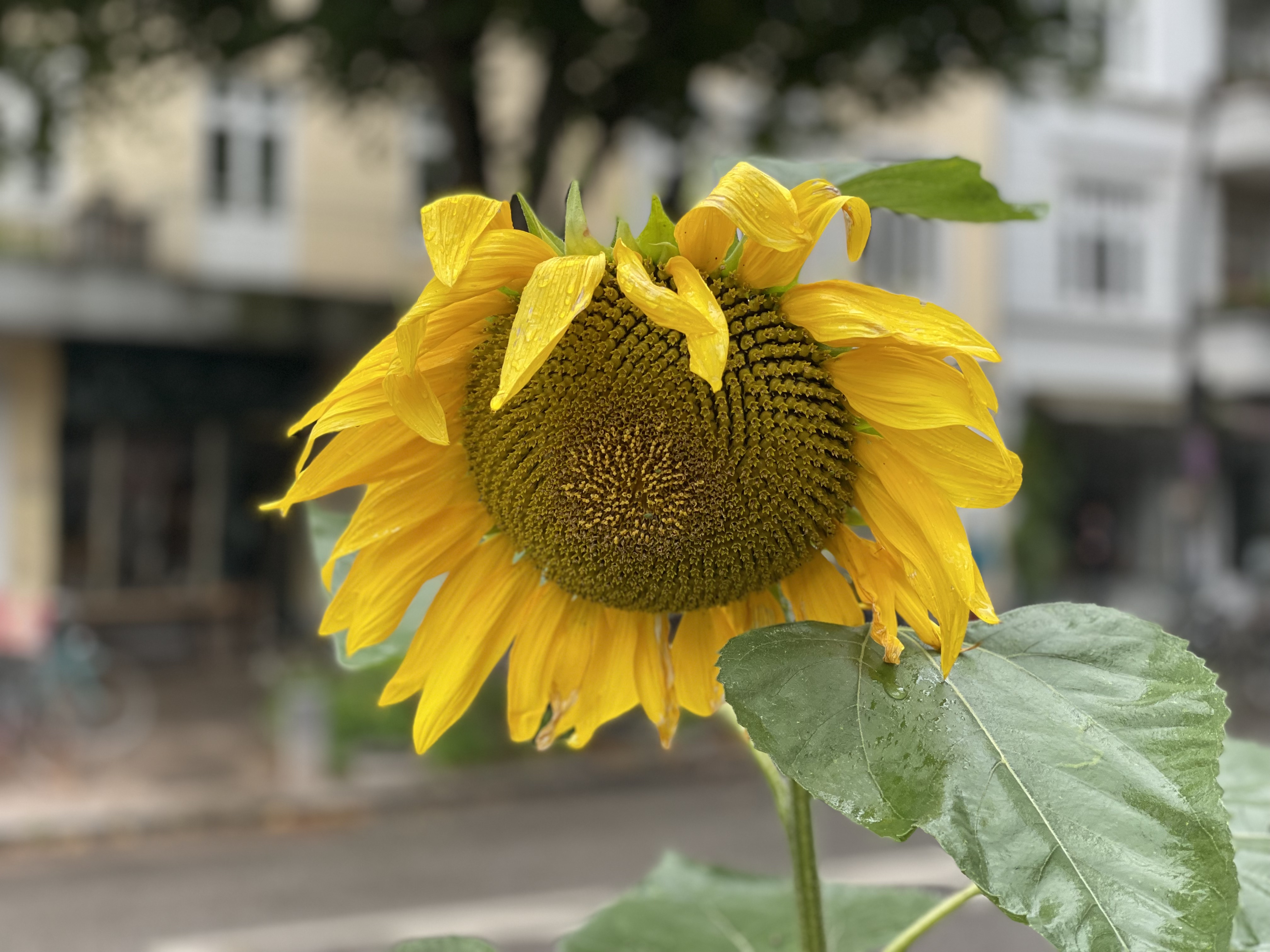 External Resources - Domain Storytelling