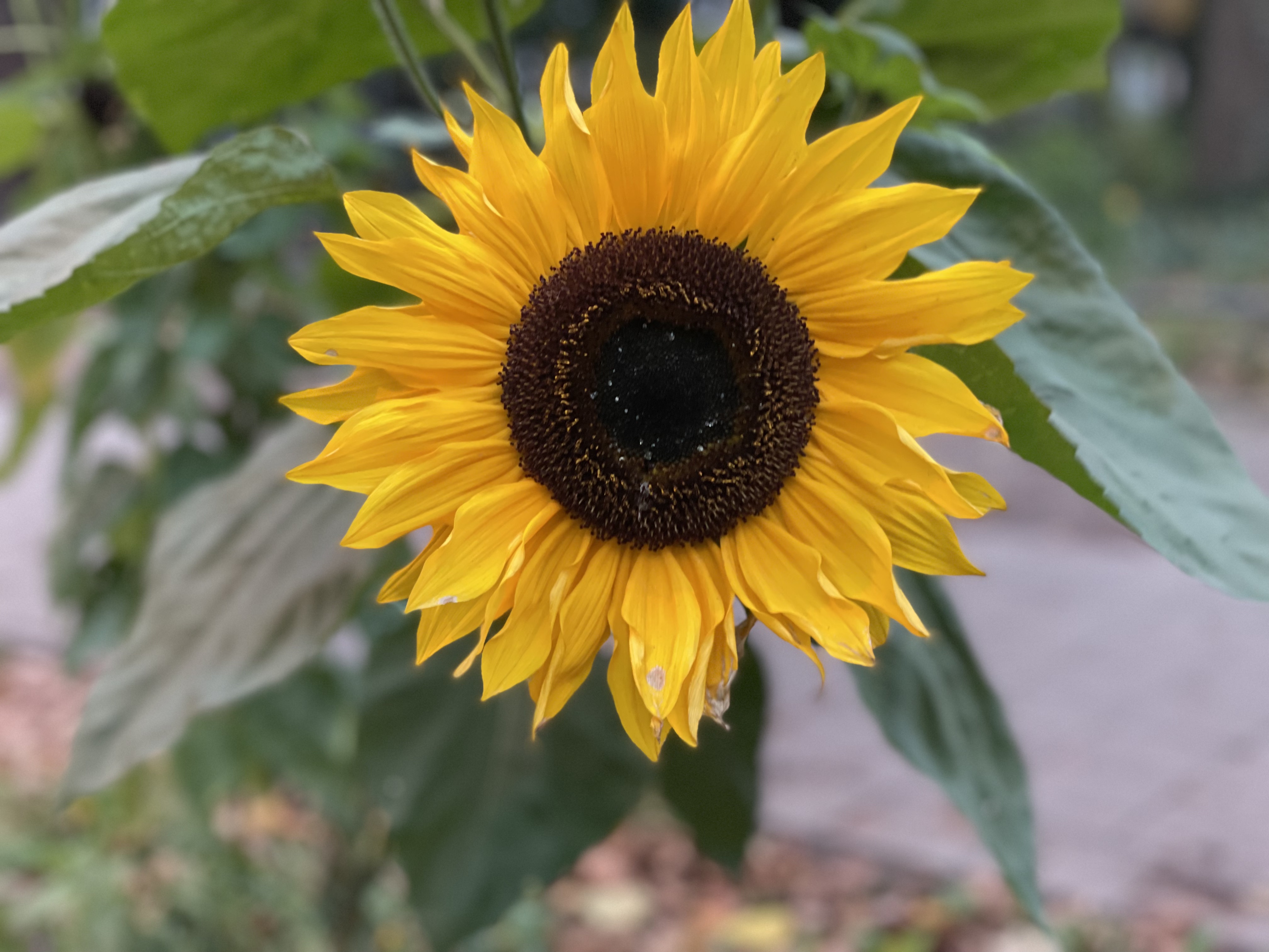 The First Book About Domain Storytelling